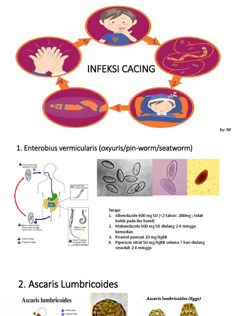 Infeksi Cacing: By: NF | PDF | Microbiology | Clinical Medicine
