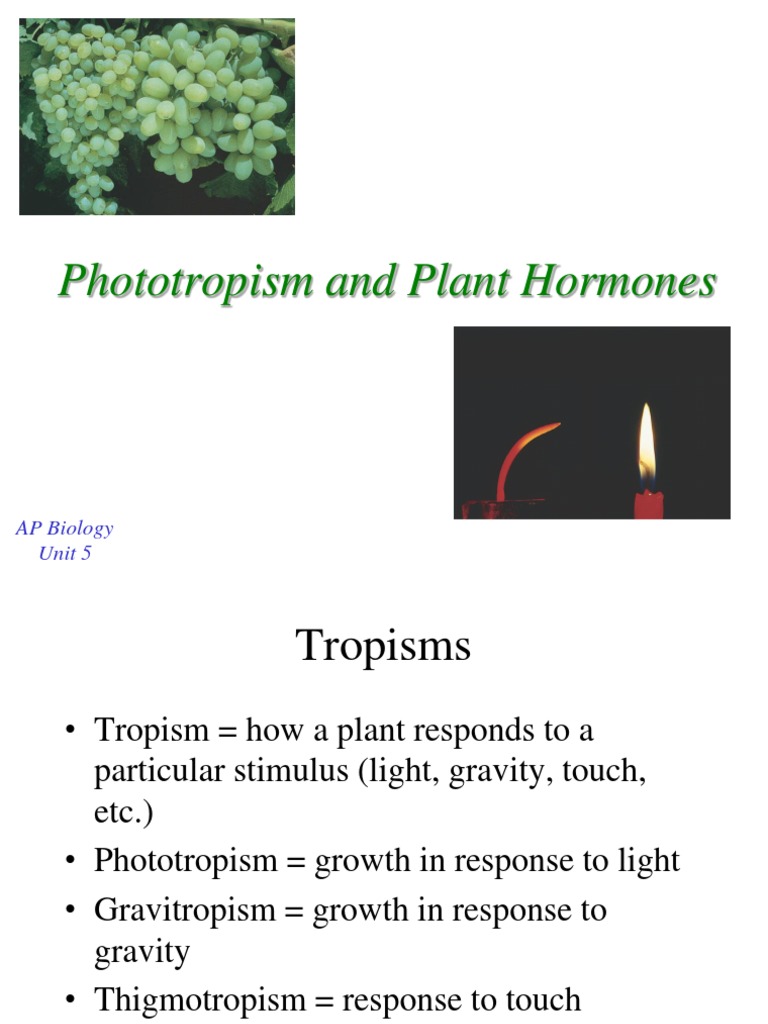 Phototropism and Plant Hormones: AP Biology Unit 5 | PDF | Auxin ...