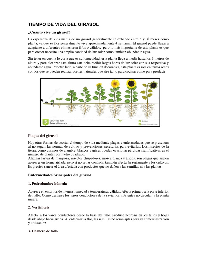 Ciclo y vida del girasol: duración y cuidados | PDF | Siembra | Tallo ...