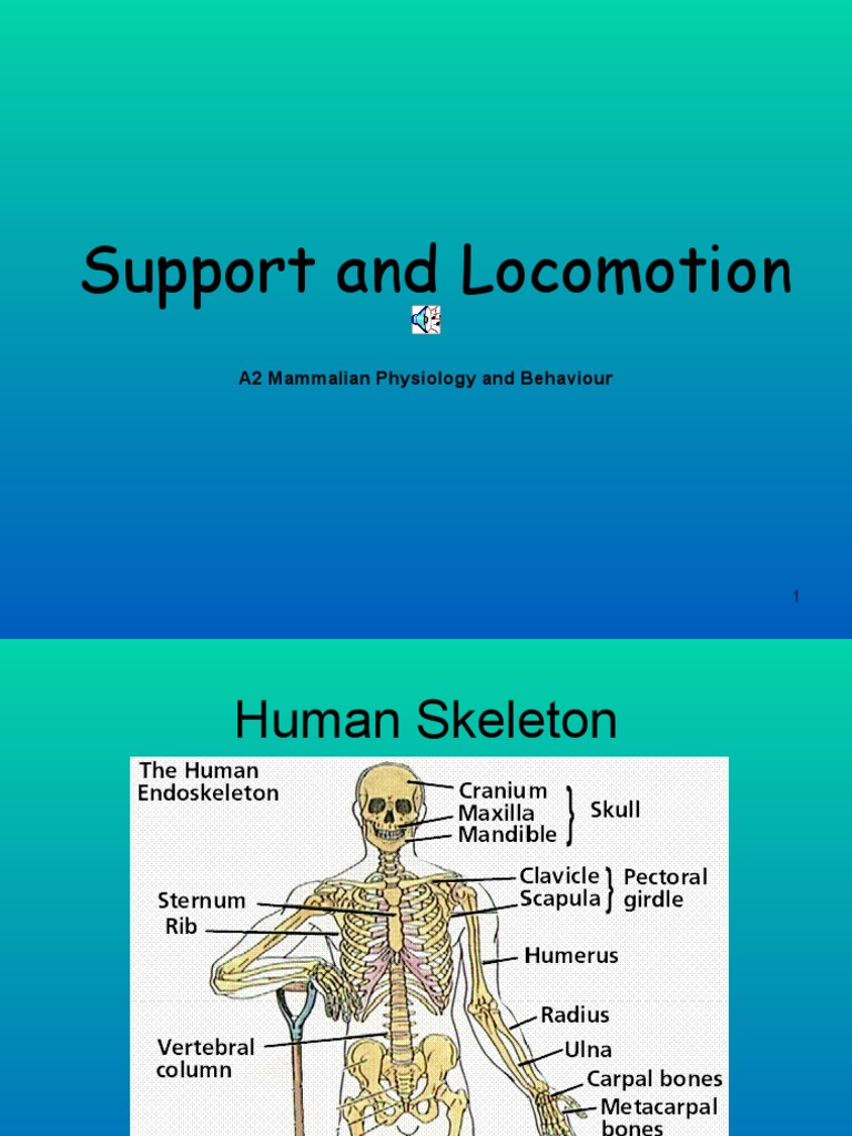 Support and Locomotion: A2 Mammalian Physiology and Behaviour | PDF ...