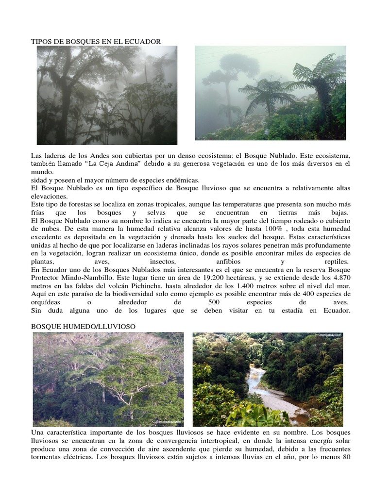 Tipos de Bosques en El Ecuador | PDF | Los bosques | Precipitación