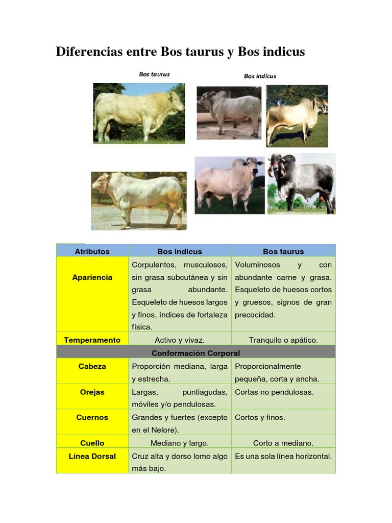 Diferencias Bos taurus vs Bos indicus | PDF | Vacas | Animales y humanos