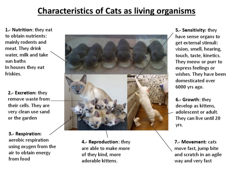 Characteristics of Cats As Living Organisms | PDF