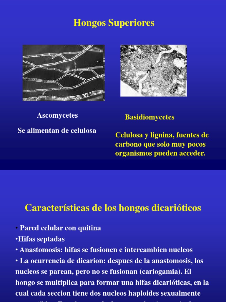 Características y estructuras reproductivas de los hongos superiores ...