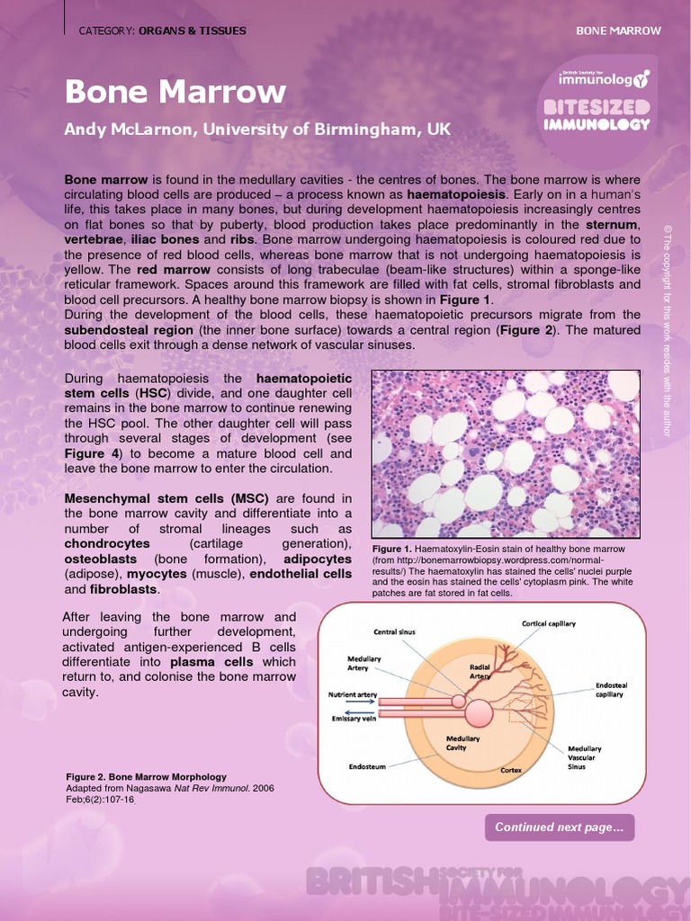 Bone Marrow: Andy Mclarnon, University of Birmingham, Uk | PDF ...