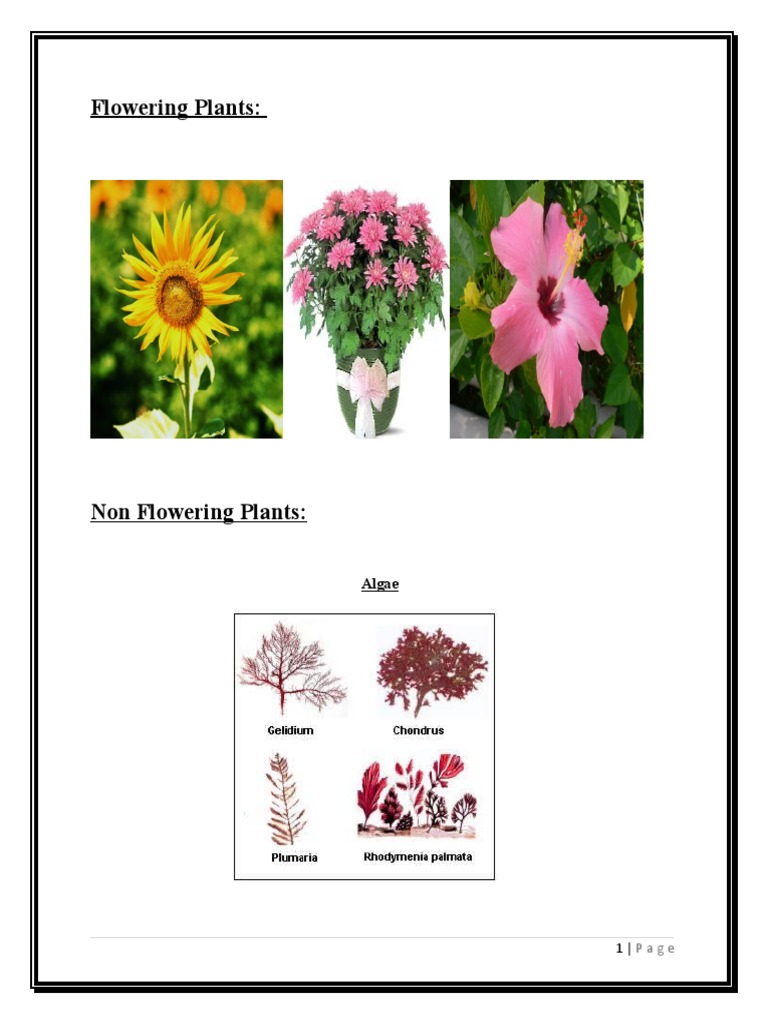 Plant Kingdom | PDF
