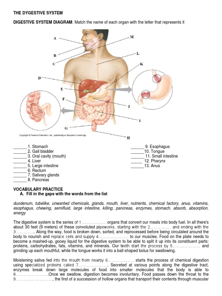 Digestive System Organs Answers | PDF | Human Digestive System ...
