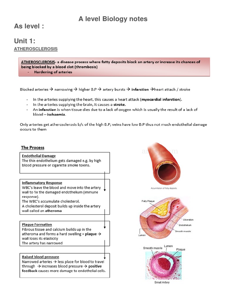 A Level Biology Notes | PDF | Fat | Circulatory System