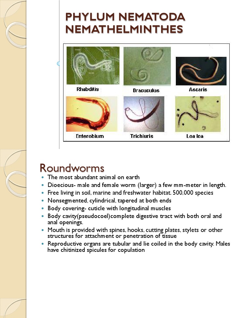 Phylum Nematoda 13 | PDF | Nematode | Parasitology