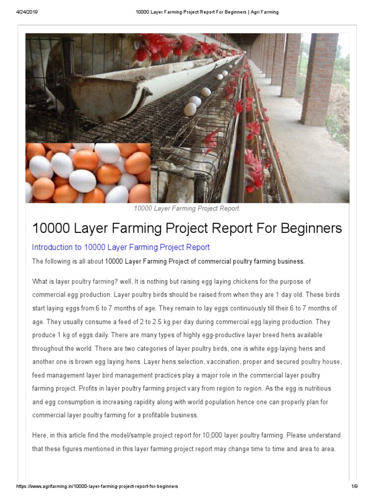 Layer Farming Project Report For Beginners | Poultry Farming | Chicken