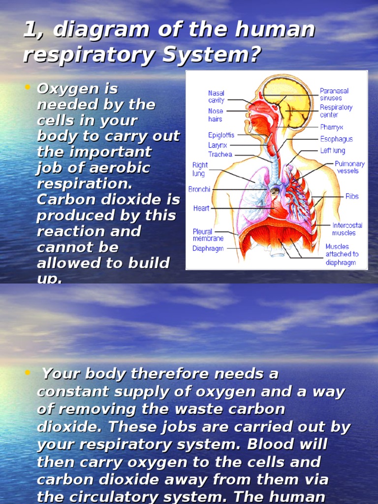 Cystic Fibrosis Overview and Diagrams | PDF | Respiratory System ...