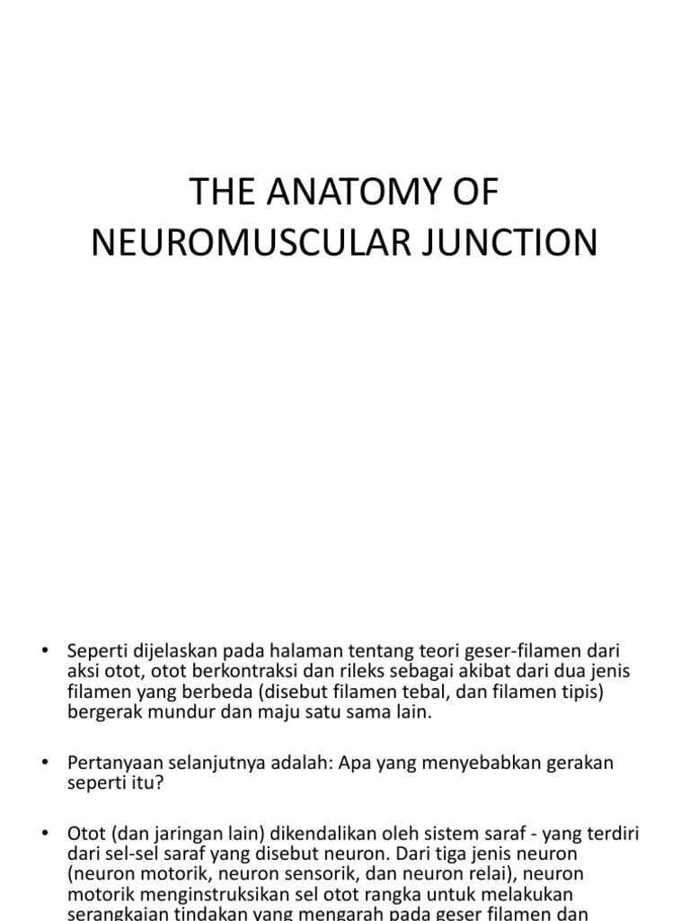 Anatomi Persimpangan Neuromuskuler | PDF | Sains & Matematika ...