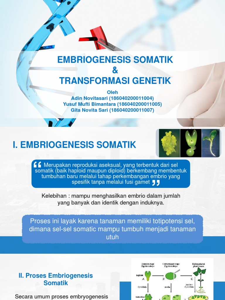 Somatic Embryogenesis | PDF