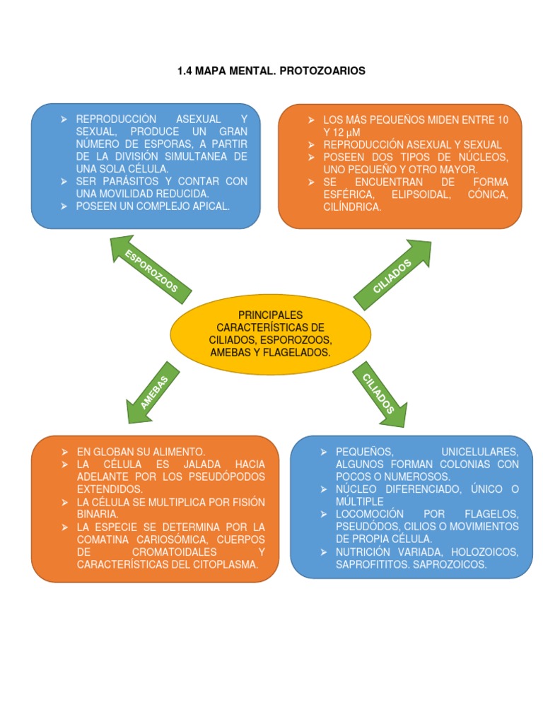 Mapa Mental de Protozoarios | PDF | Protozoos | Biología Celular)