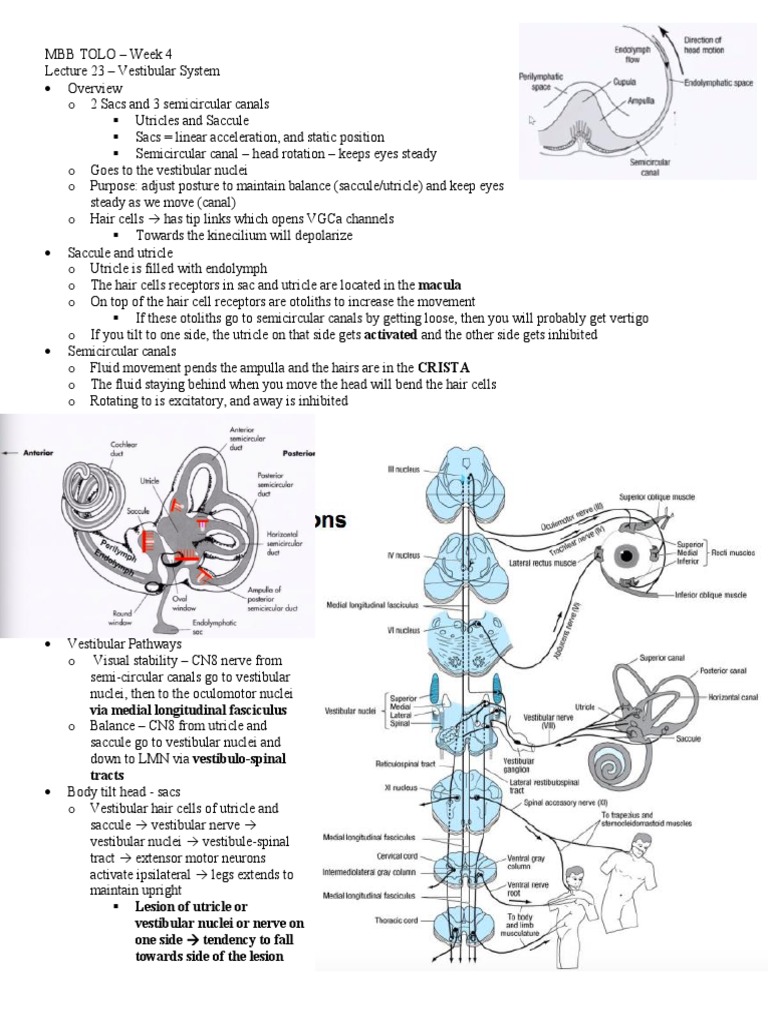 Vestibular and Visual Systems | PDF | Vestibular System | Visual System