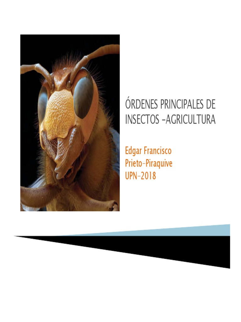 Ordenes Principales Insectos EP 2018 | PDF | Insectos | Escarabajo