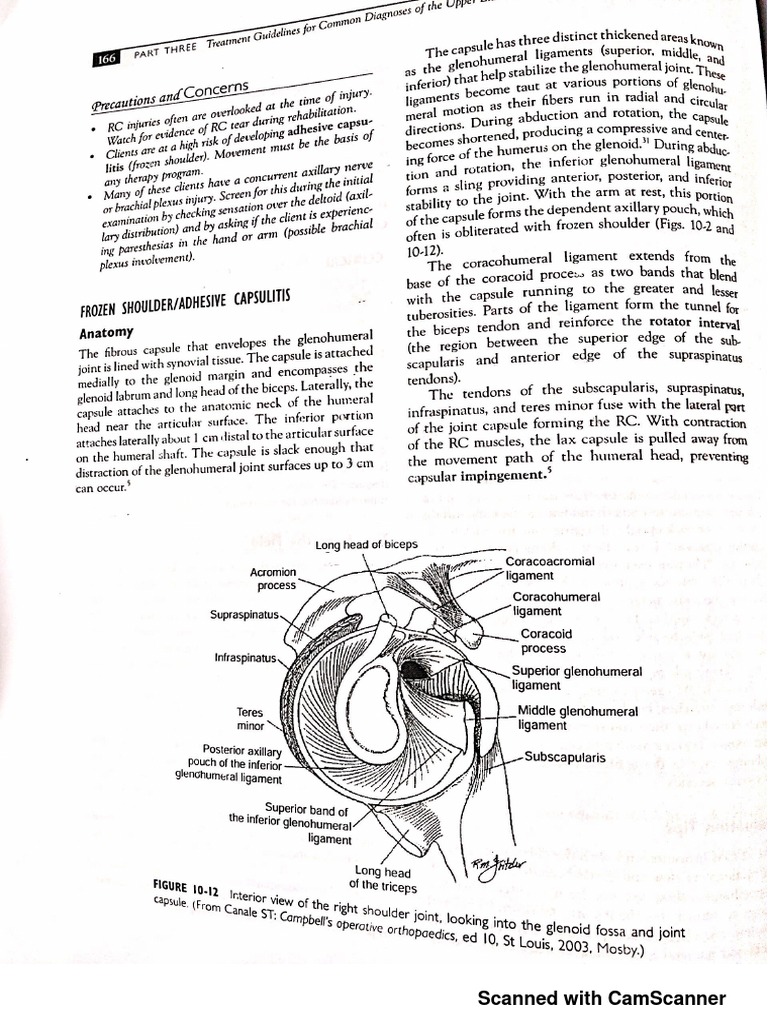 Frozen Shoulder Scan | PDF