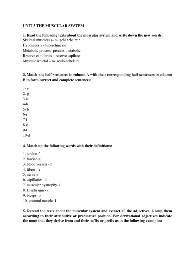 Anatomy Study Guide | PDF | Adjective | Muscle