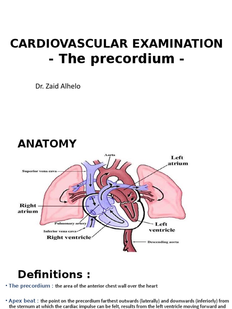 Precordium