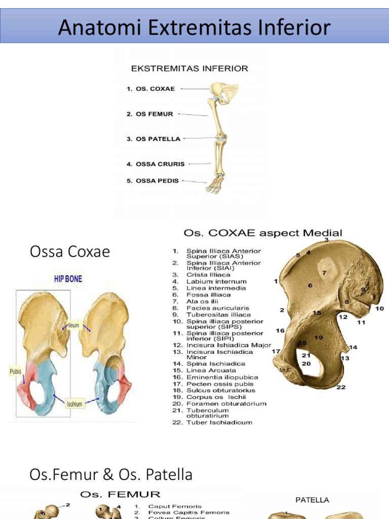 Anatomi Extremitas Inferior | PDF