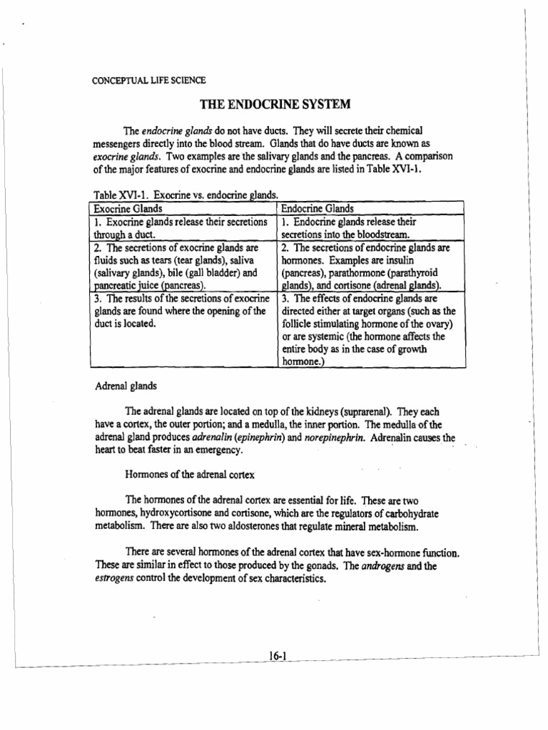 The Endocrine System: Exocrine Glands | Download Free PDF | Luteinizing ...