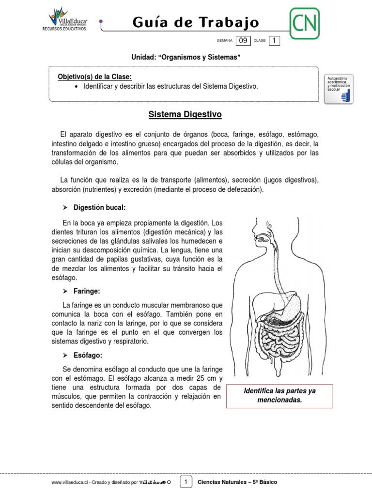 Guia Trabajo Ciencias - Semana 09ññ | PDF | Sistema digestivo humano ...