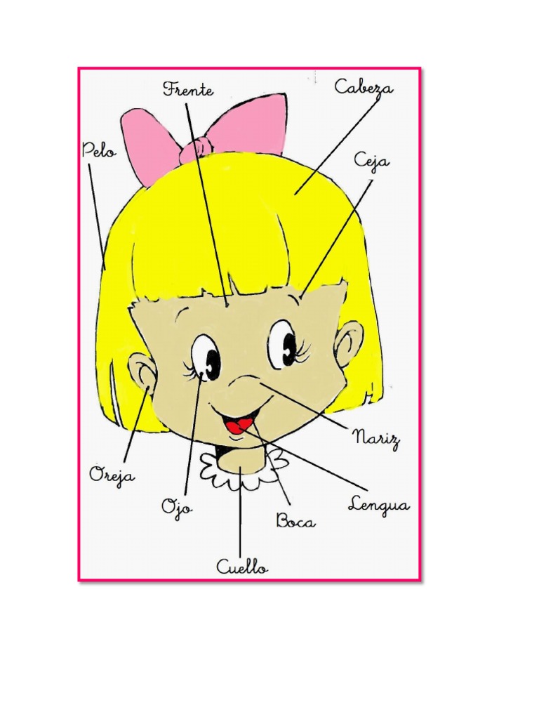 Cabeza Y Sus Partes Pdf
