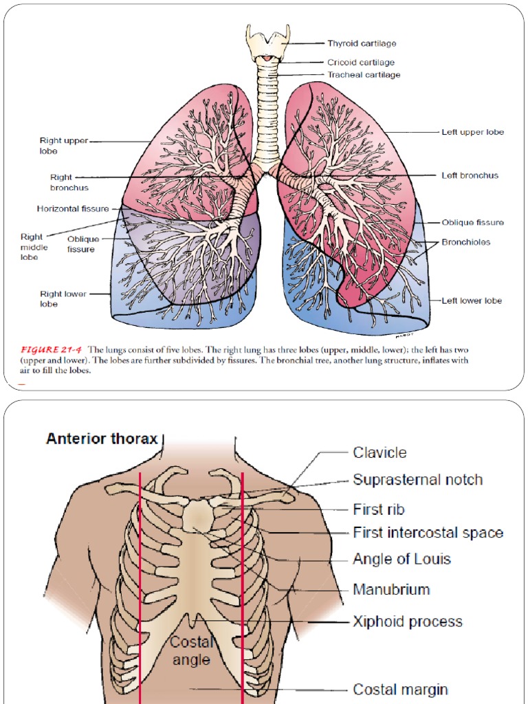 Respiratory Exam Guide | PDF | Thorax | Breathing