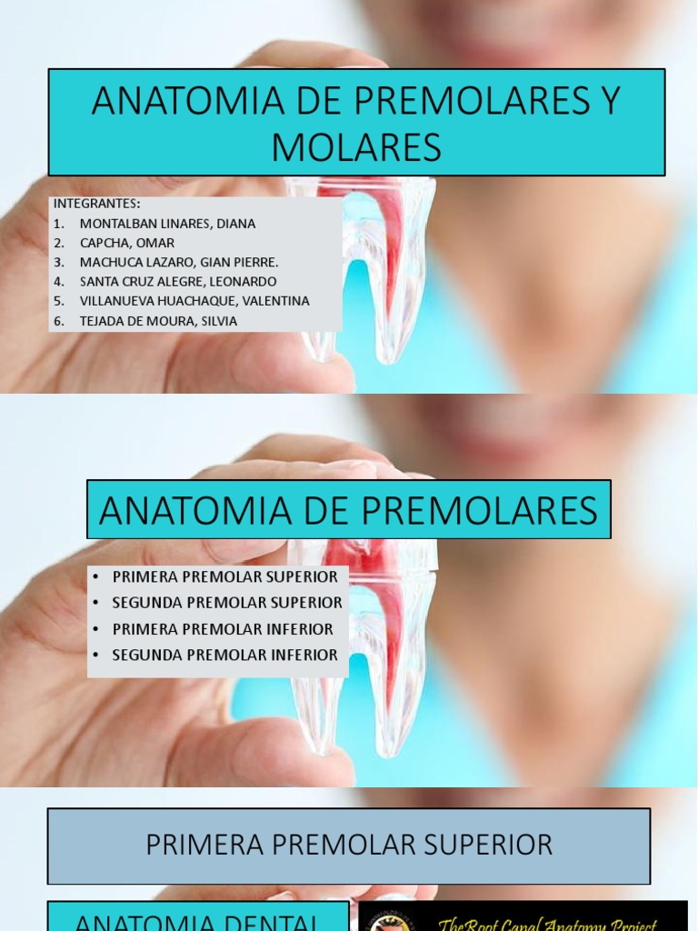 Anatomia de Premolares y Molares Final | PDF | Diente | Ramas de Odontología