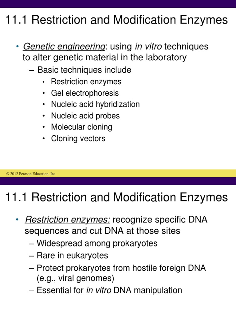 11.1 Restriction and Modification Enzymes: Genetic Engineering: Using ...