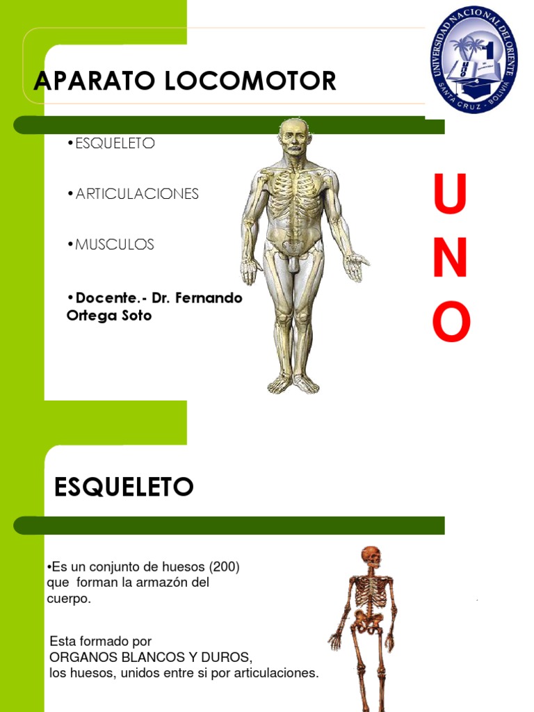 5.-Aparato de La Locomocion | PDF