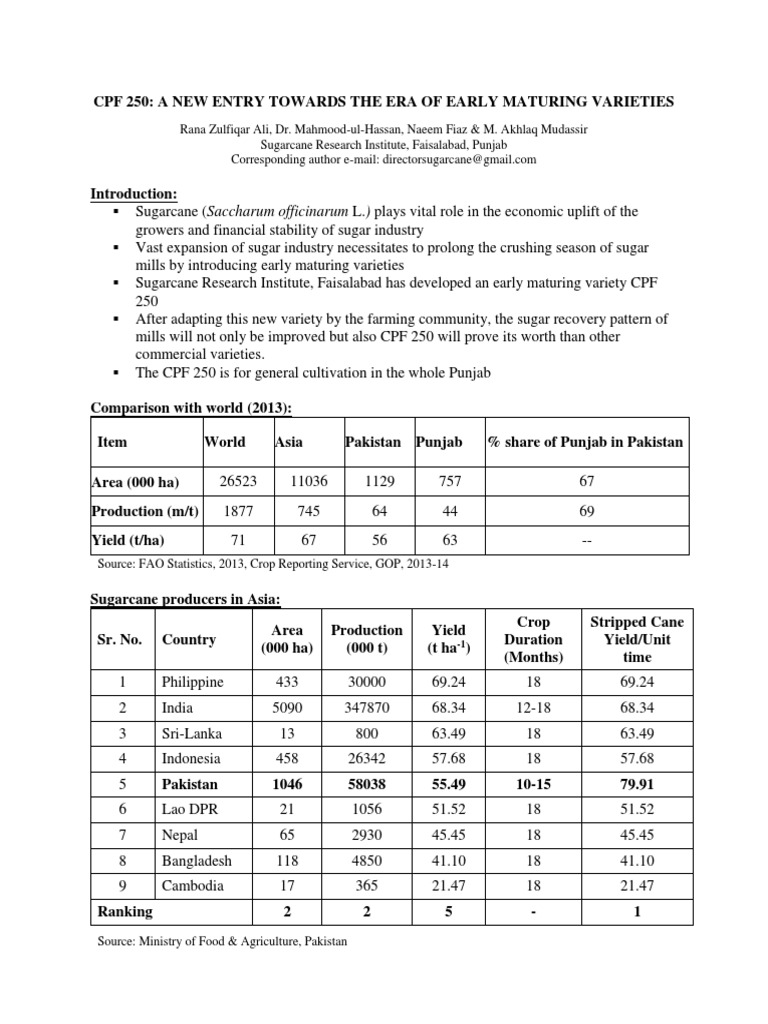 CPF 250: Early Maturing Sugarcane Variety | PDF | Sugarcane | Agriculture