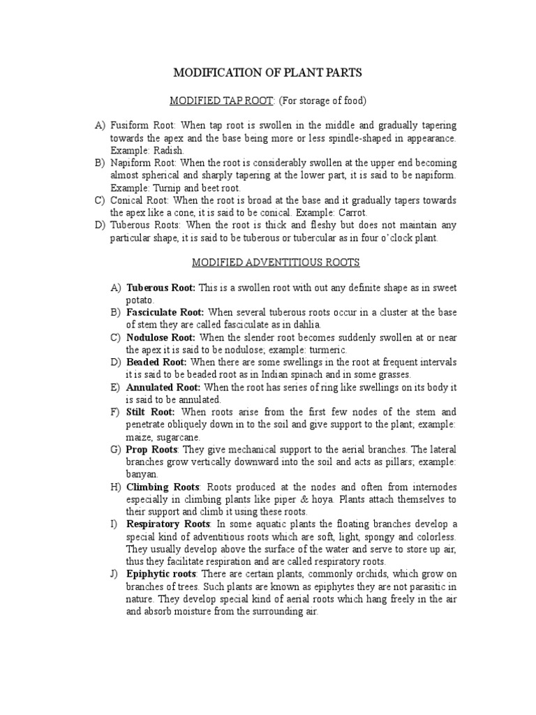 Modification of Plant Parts | PDF | Leaf | Root