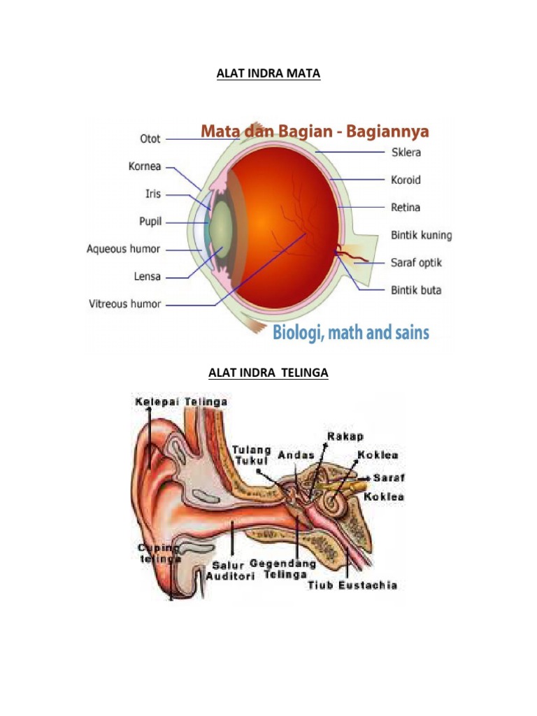 Alat Indra Manusia | PDF