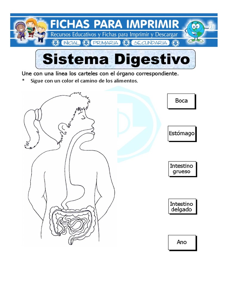 Hoja De Trabajo Sobre El Sistema Digestivo