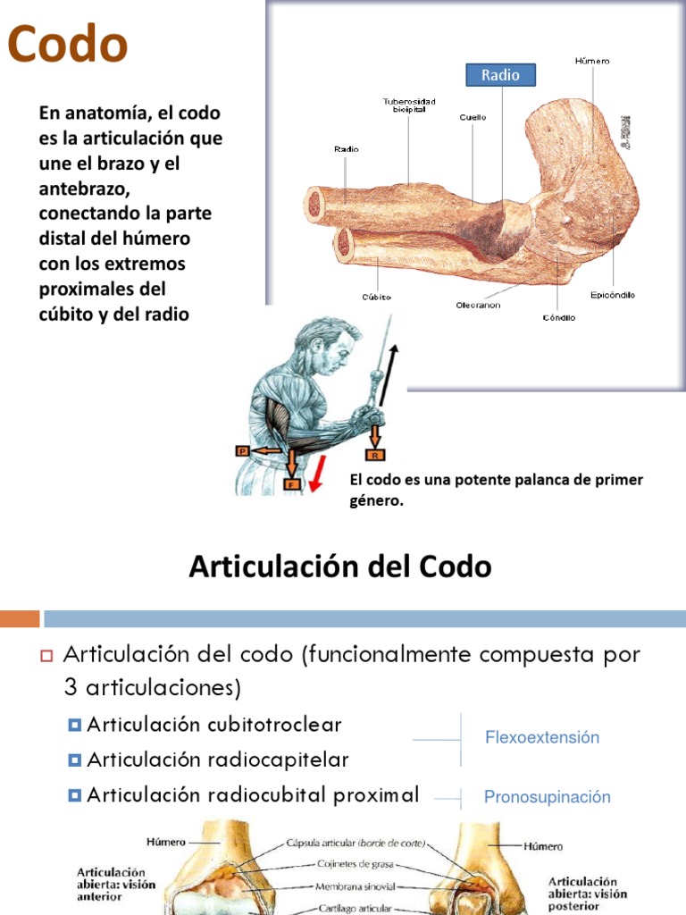 Codo | PDF | Codo | Articulación