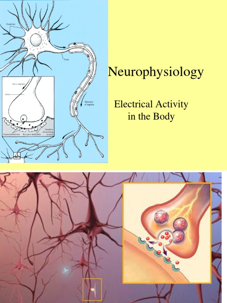 Neurophysiology: Electrical Activity in The Body | PDF | Action ...