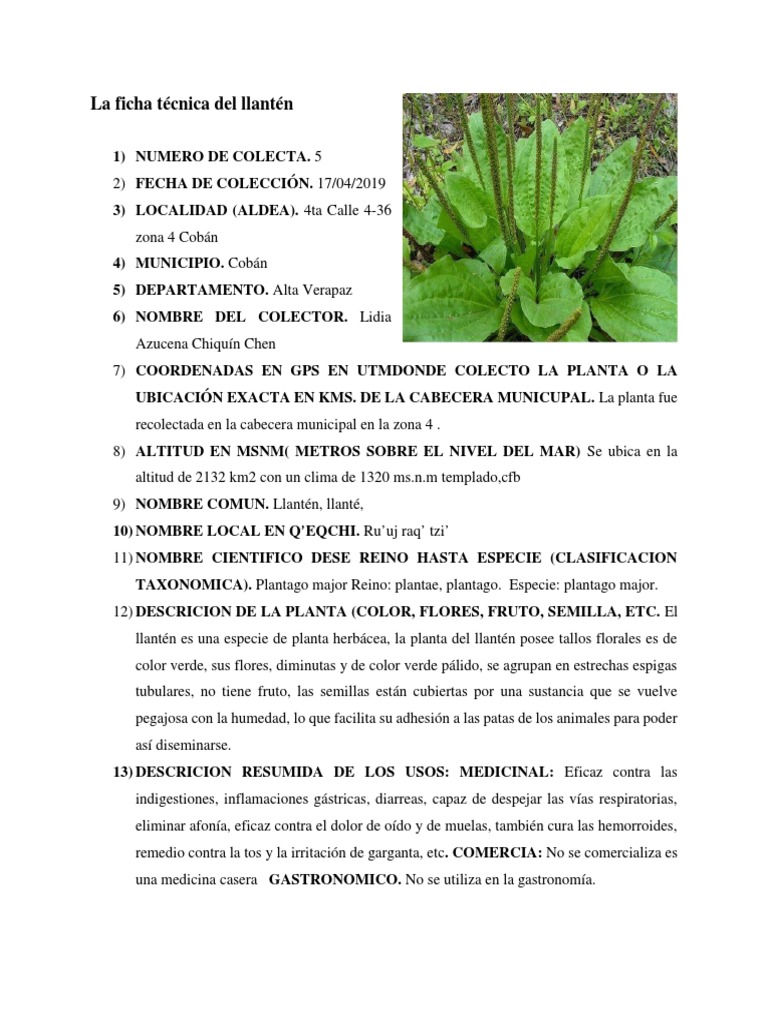 Fichas Técnicas de Llantén y Samat | PDF | Fruta | Plantas
