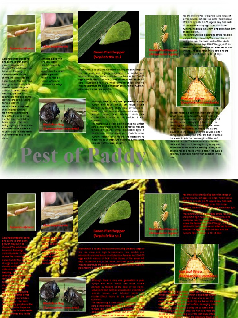 Ento Poster | PDF | Insects | Leaf