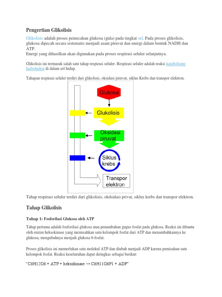 Pengertian Glikolisis | PDF