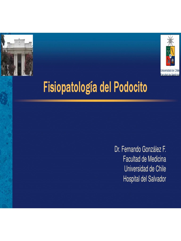 Fisiopatología de los Podocitos Renales | PDF | Riñón | Órgano (anatomía)