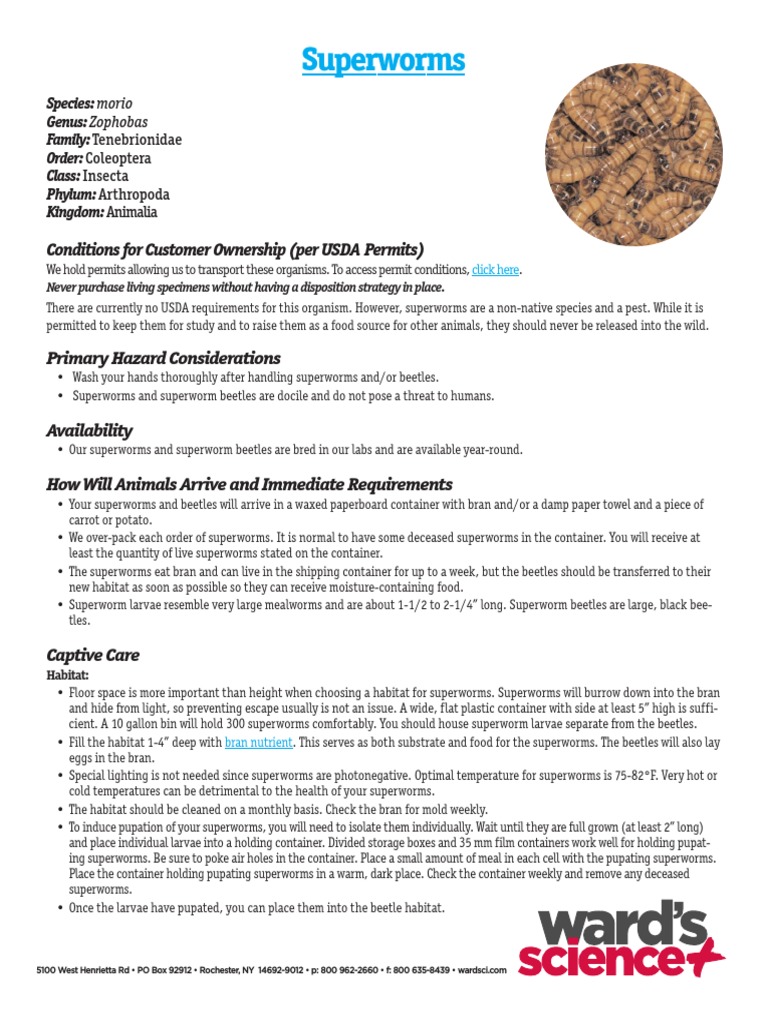 Superworms | PDF | Beetle | Pupa