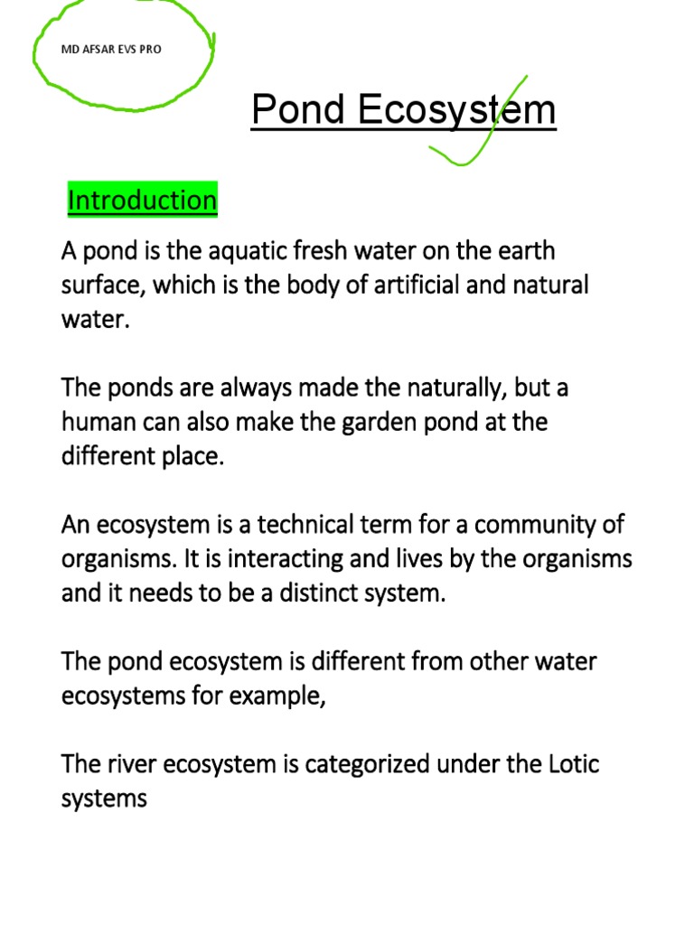 Pond Ecosystem Project For Kids