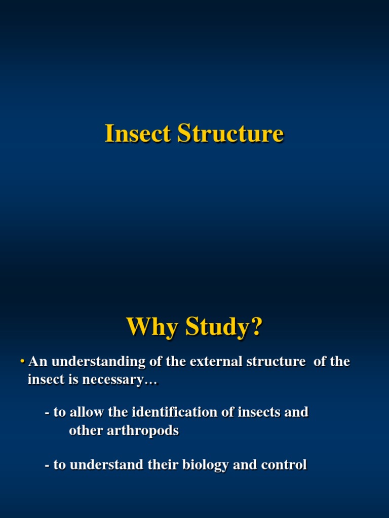 Insect Structure | PDF | Insects | Hexapoda