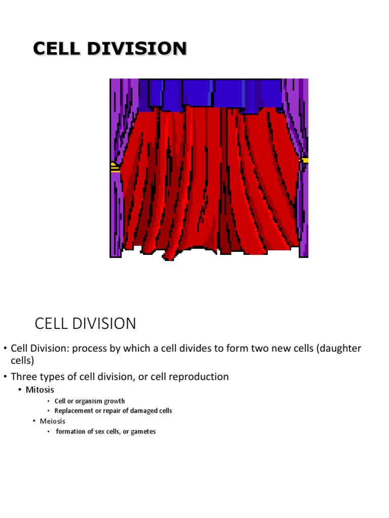 Understanding Cell Division and Mitosis | PDF | Mitosis | Chromosome
