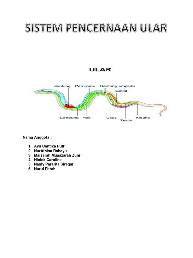 Sistem Pencernaan Ular | PDF