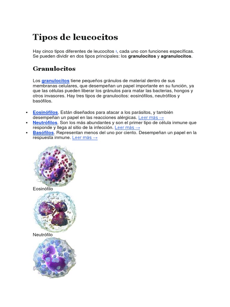Tipos de Leucocitos | PDF | Leucocito | Sistema inmune