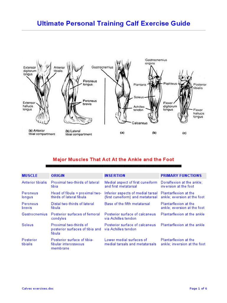 Ultimate Personal Training Calf Exercise Guide: Major Muscles That Act ...