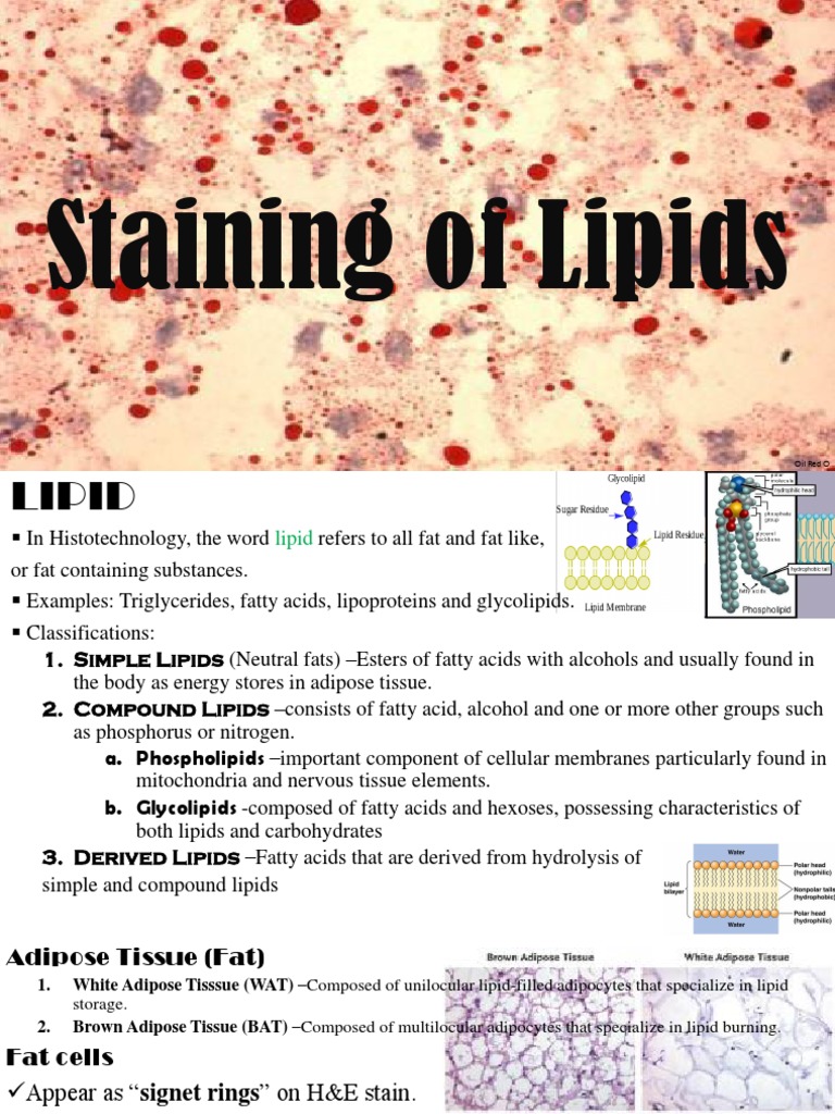Genpath-Group 4 (Staining of Lipids) | PDF | Staining | Fixation (Histology)