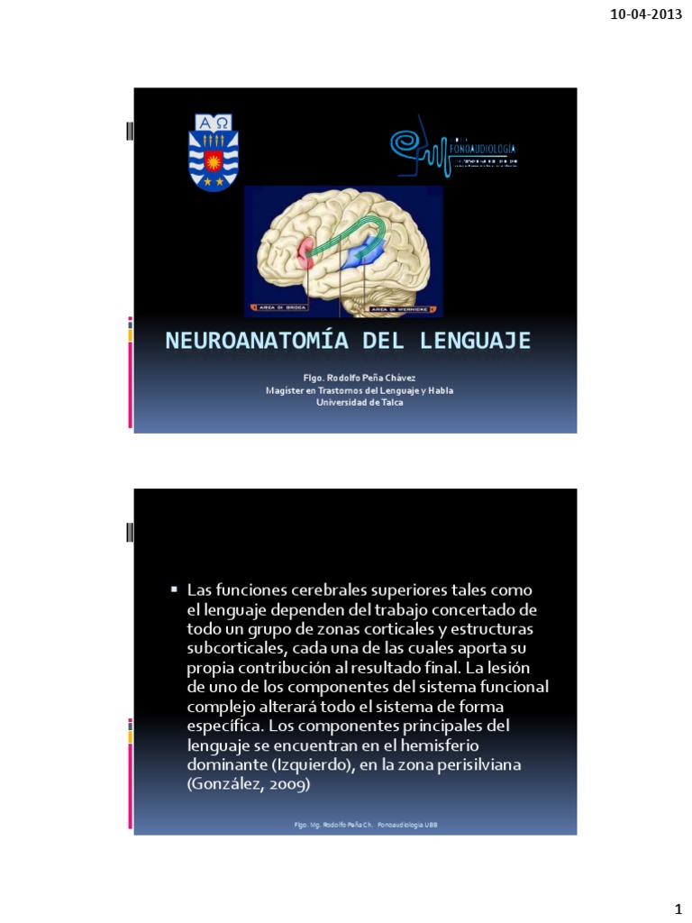 Neuroanatomia Del Lenguaje 2013 Pdf Pdf Lóbulo Temporal Cerebro